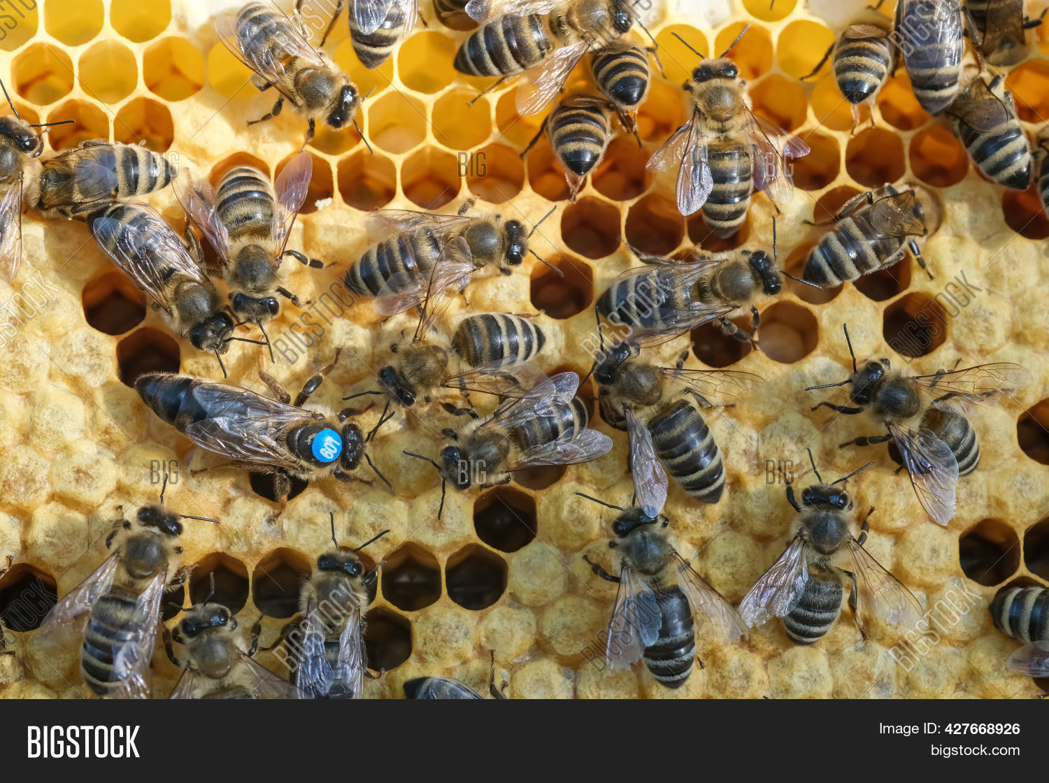 Bees Inside Beehive Image & Photo (Free Trial) | Bigstock