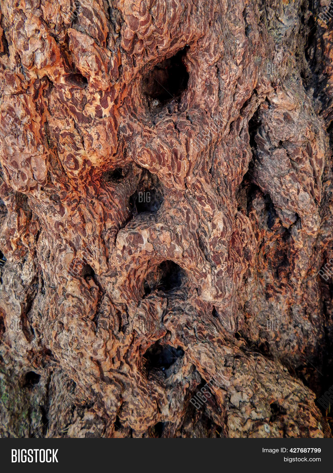 Holes Bark - Bark Image & Photo (Free Trial) | Bigstock