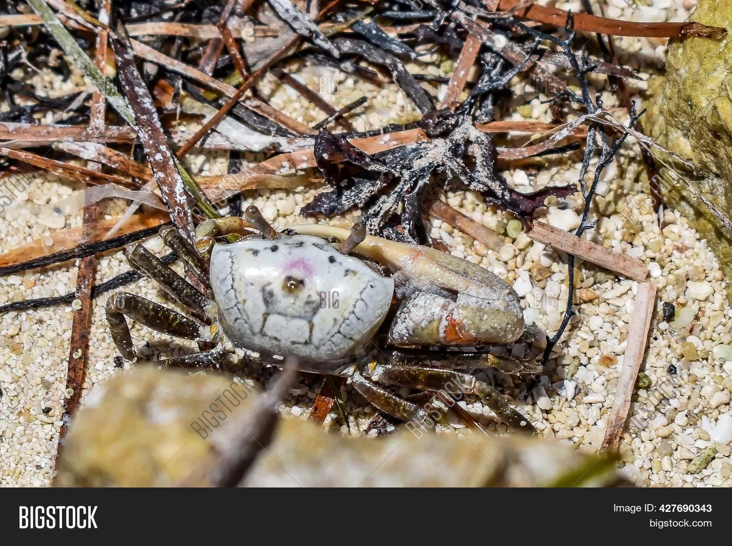 Sand Fiddler Crab Aka Image & Photo (Free Trial) | Bigstock