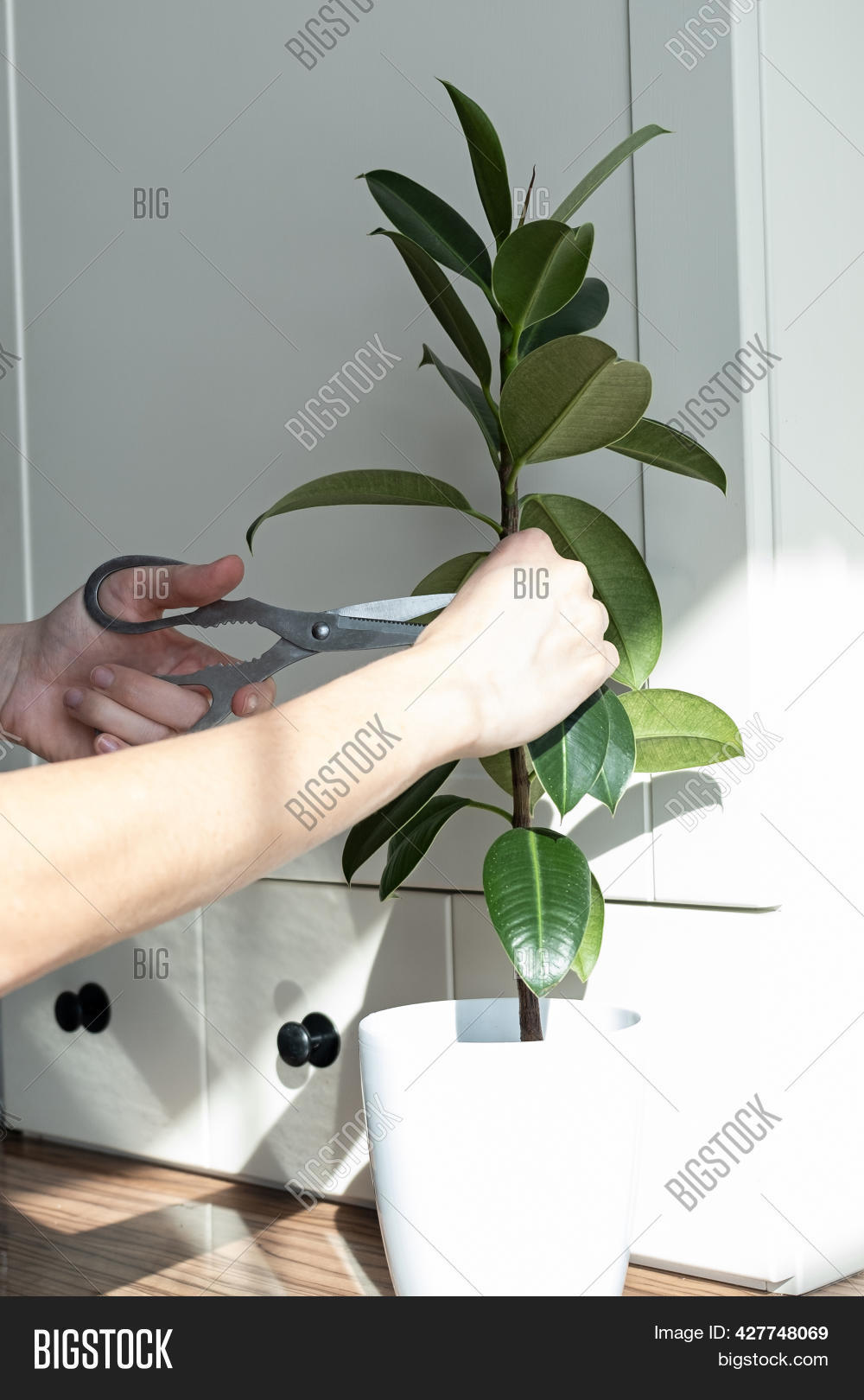 Ficus Cuttings. Image & Photo (Free Trial) | Bigstock