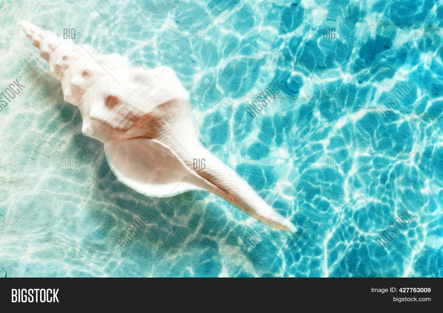 Big Seashell On Summer Image & Photo (Free Trial) | Bigstock