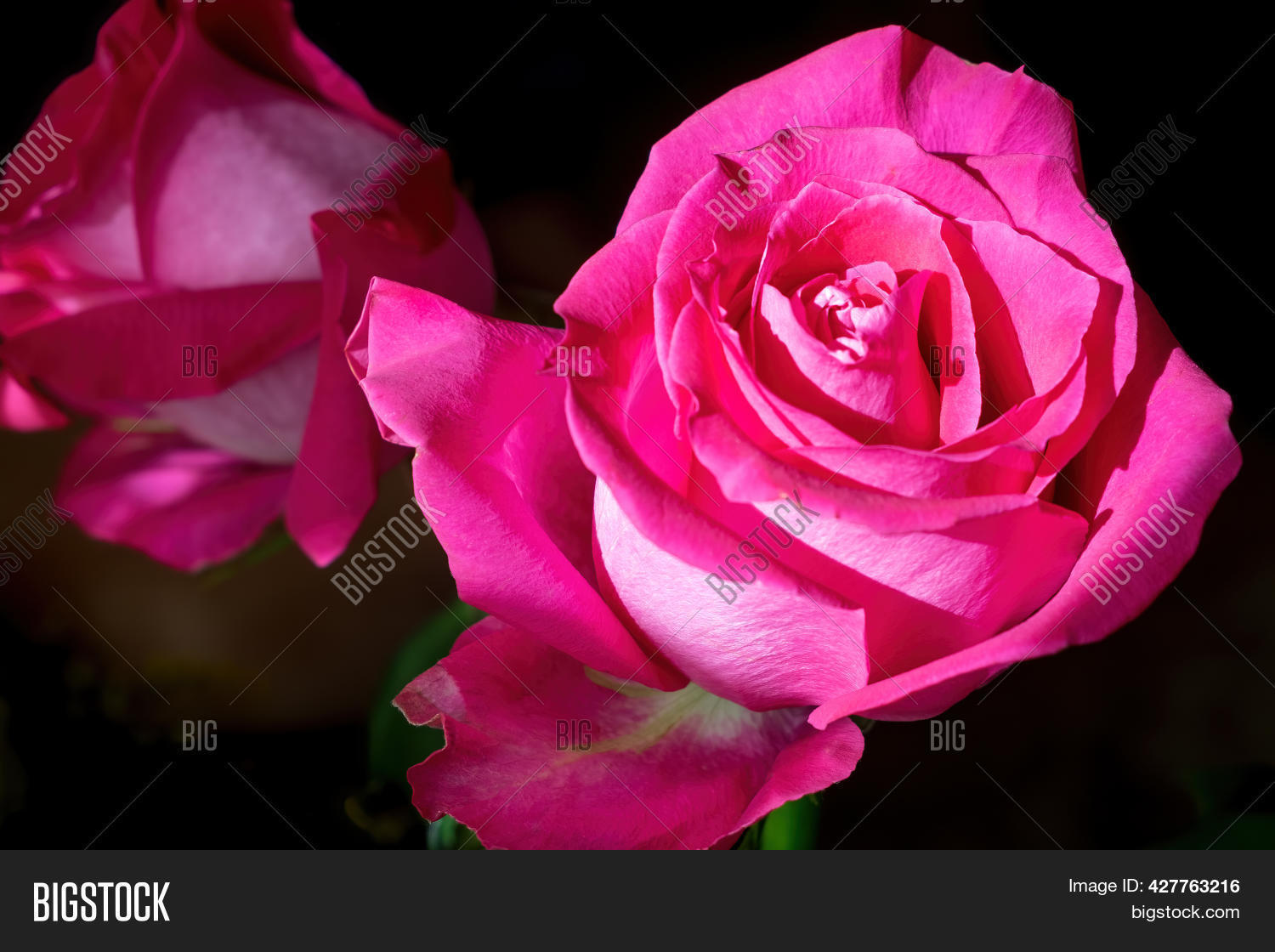 Beautiful Single Pink Image & Photo (Free Trial) | Bigstock