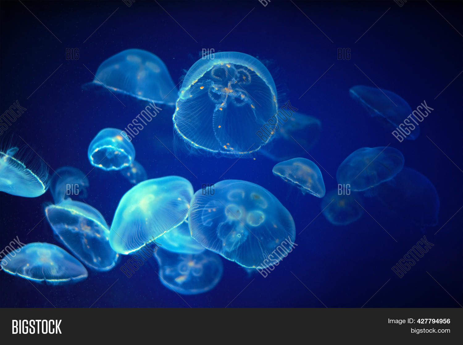 Blue Medusa Jellyfish Image & Photo (Free Trial) | Bigstock
