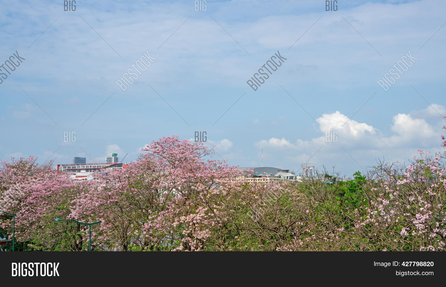 Pink Trumpet Shrub Image & Photo (Free Trial) | Bigstock