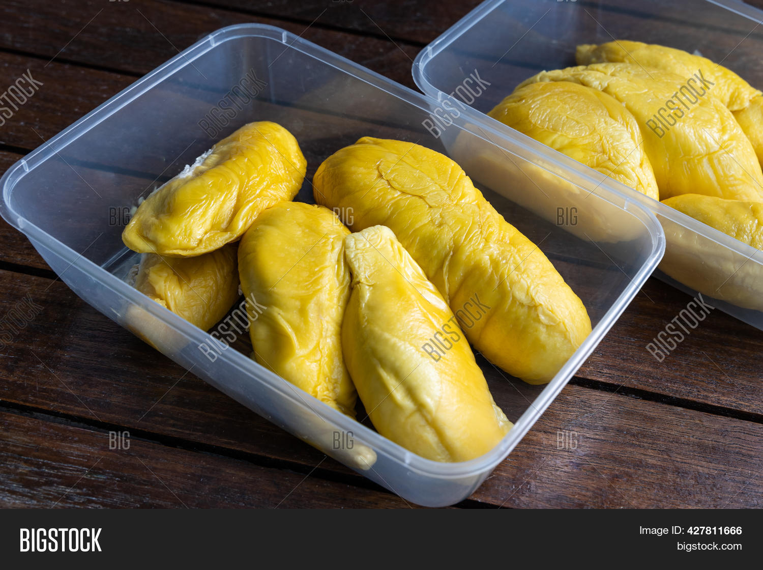 Golden Yellow Musang Image & Photo (Free Trial) | Bigstock