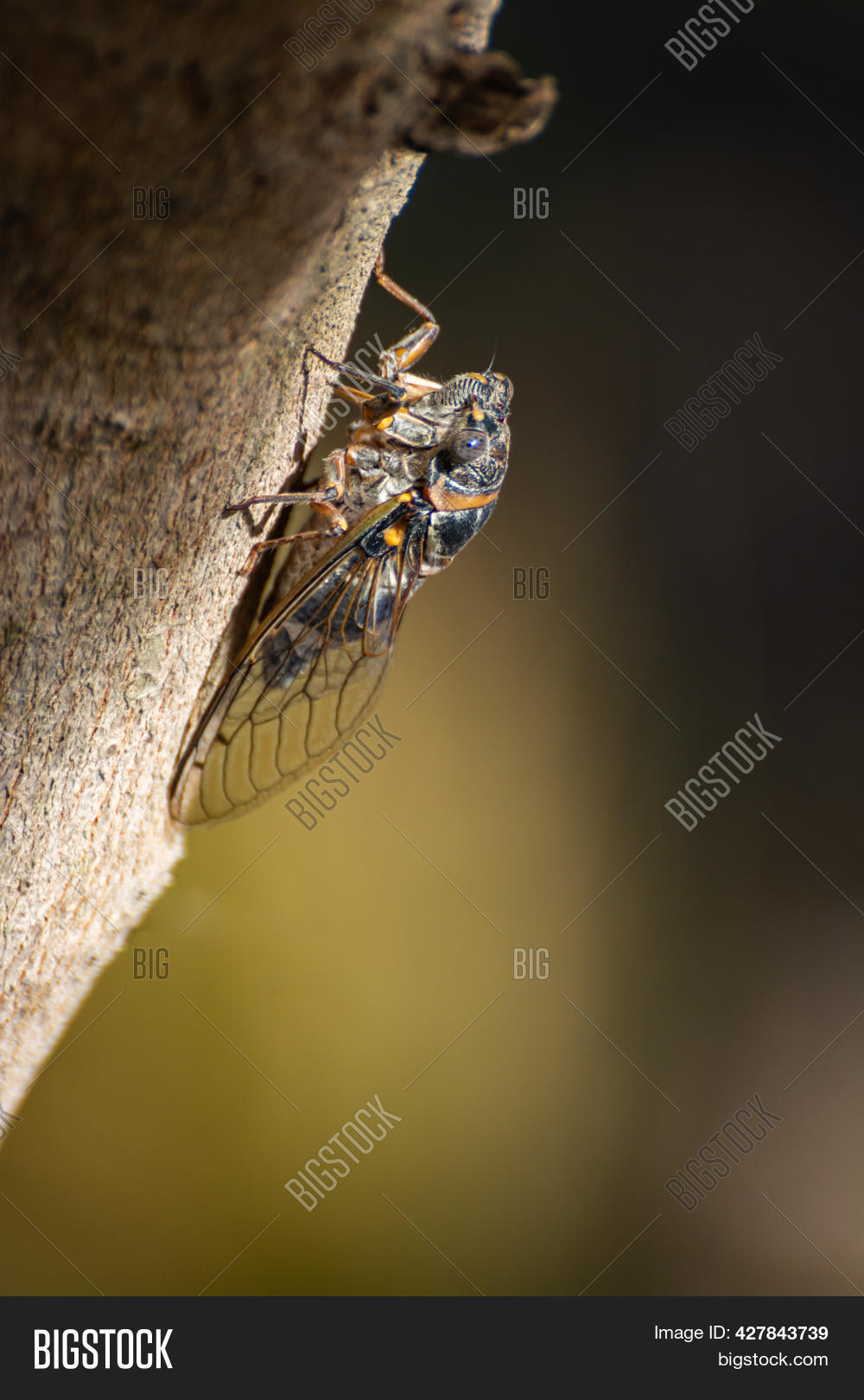 Symbol Provence, Image & Photo (Free Trial) | Bigstock
