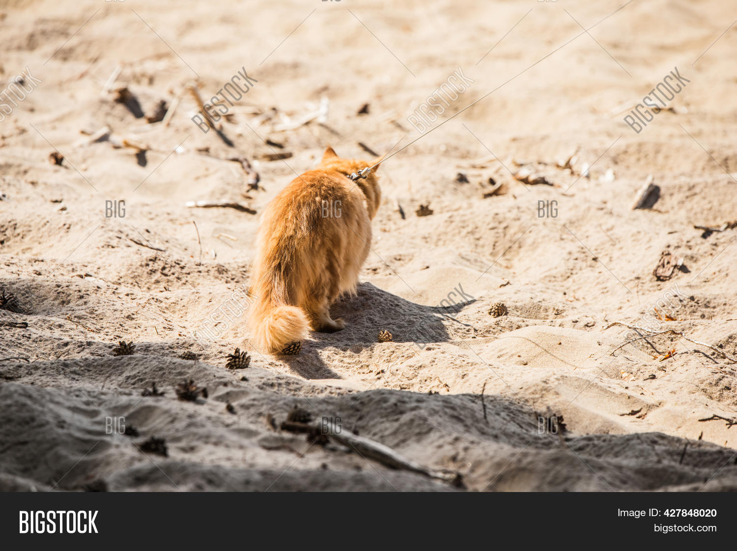 Red Persian Cat Leash Image & Photo (Free Trial) | Bigstock