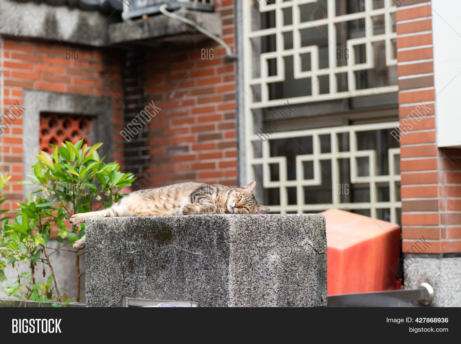 Stray Fat Tabby Cat Image & Photo (Free Trial) | Bigstock