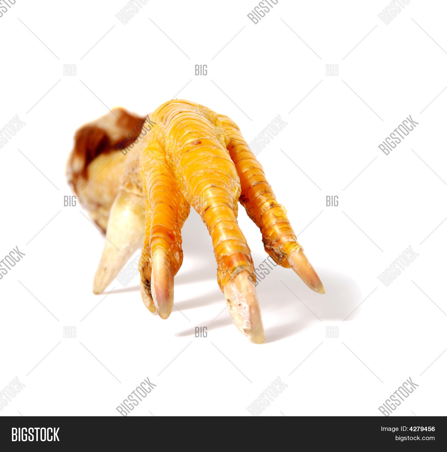 Chicken Claw Image & Photo (Free Trial) | Bigstock