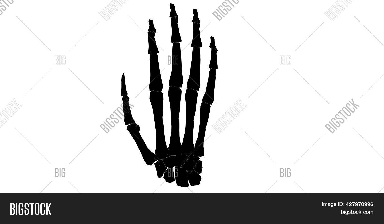 Back View Forearm Image & Photo (Free Trial) | Bigstock
