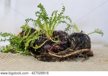 Maca. Peruvian Root Image & Photo (Free Trial) | Bigstock