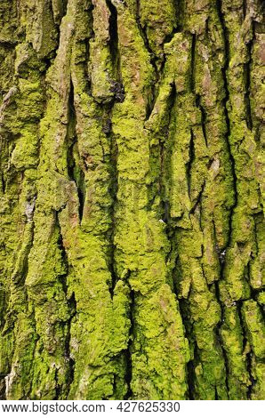 The Bark Of An Old Tree. Close-up Of Tree Bark Covered With Green Moss. - Stock Image - Everypixel