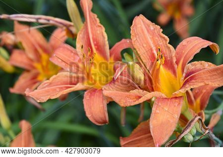 Orange Lily Flowers Image & Photo (Free Trial) | Bigstock