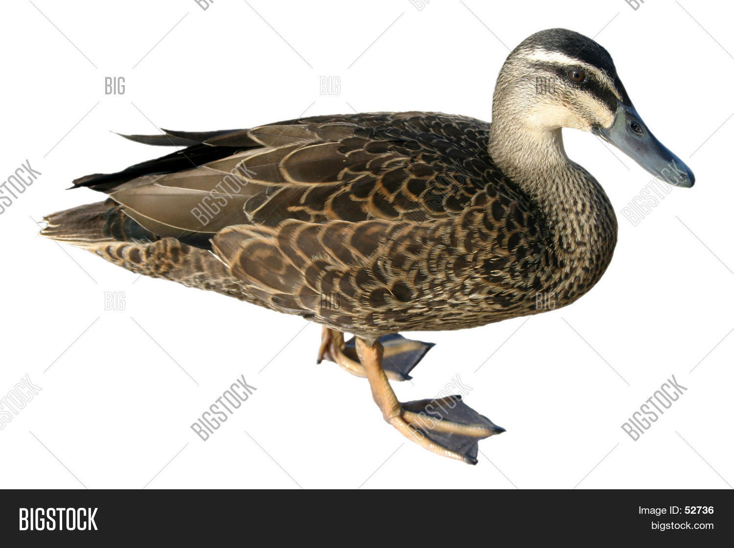 Isolated Duck Image & Photo (Free Trial) | Bigstock