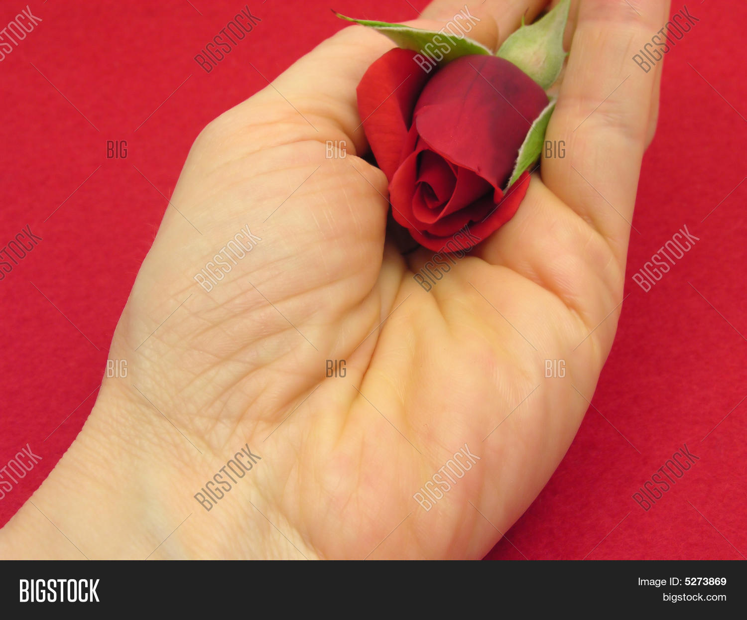 Red Rose Bud Open Hand Image & Photo (Free Trial) | Bigstock