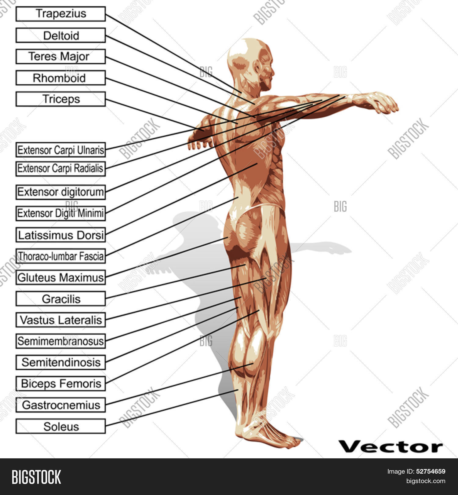 Vector 3D Male Human Vector & Photo (Free Trial) | Bigstock