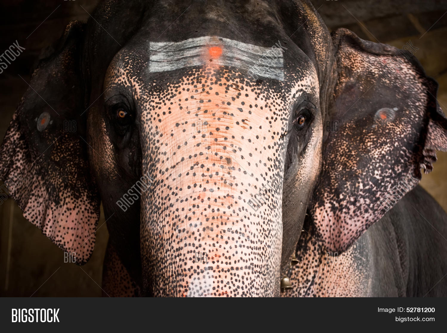 Elephant Blessings Image & Photo (Free Trial) | Bigstock