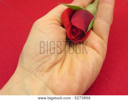 Red Rose Bud Open Hand Image & Photo (Free Trial) | Bigstock