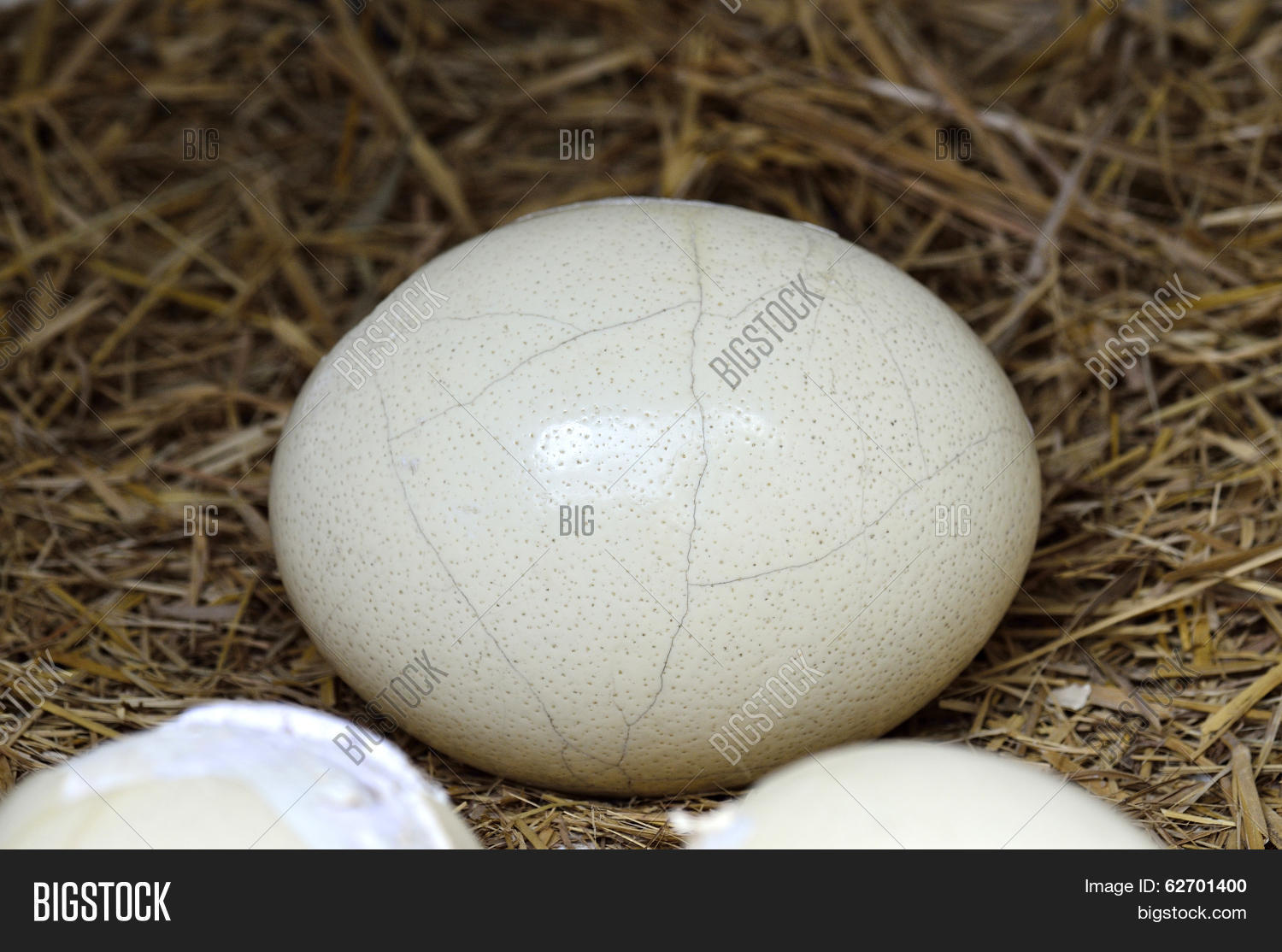 Ostrich Egg About Image & Photo (Free Trial) | Bigstock