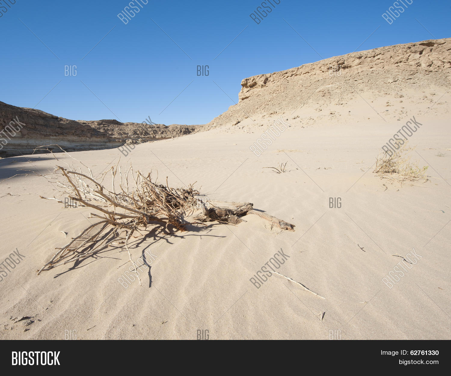 Small Dead Desert Bush Image & Photo (Free Trial) | Bigstock
