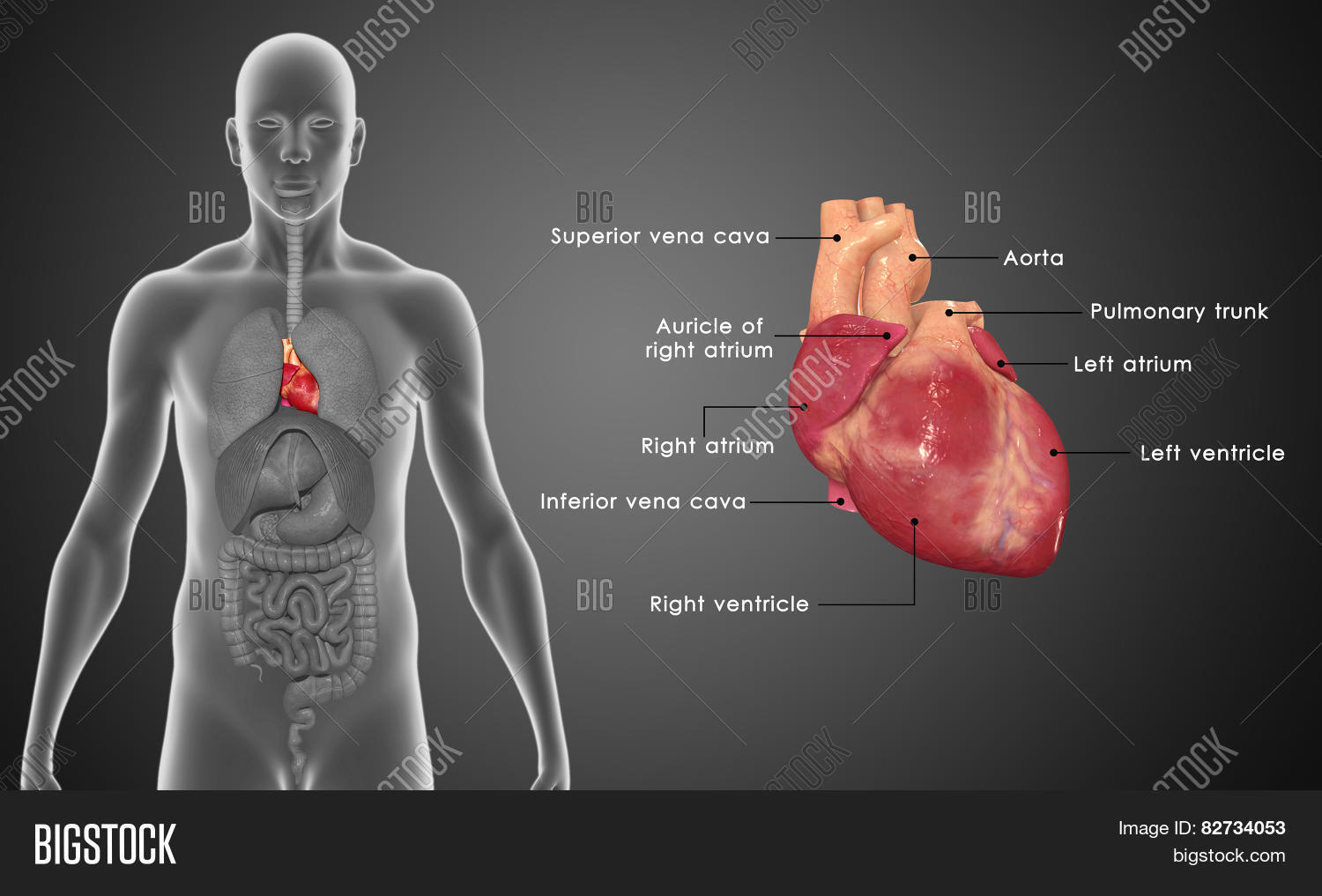 Human Heart Image & Photo (Free Trial) | Bigstock