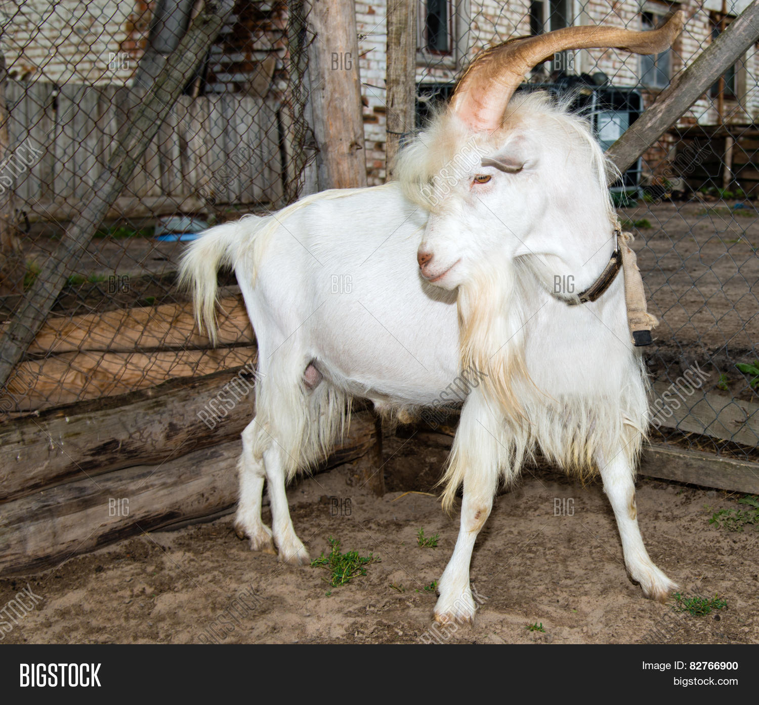 He-goat On Farm Image & Photo (Free Trial) | Bigstock