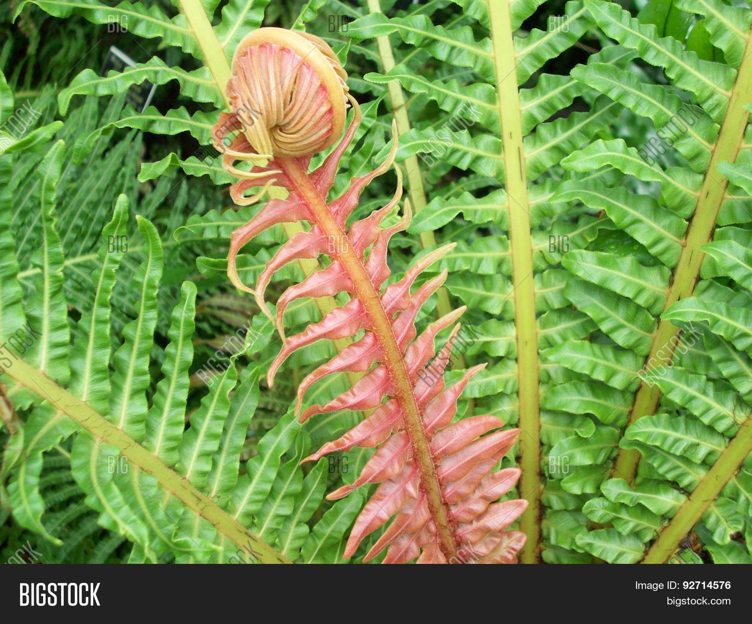 Red Fern Frond Image & Photo (Free Trial) | Bigstock