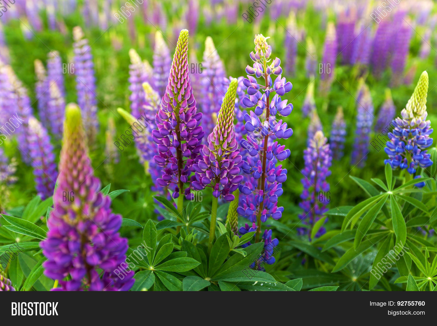 Lupin Flower, Garden Image & Photo (Free Trial) | Bigstock