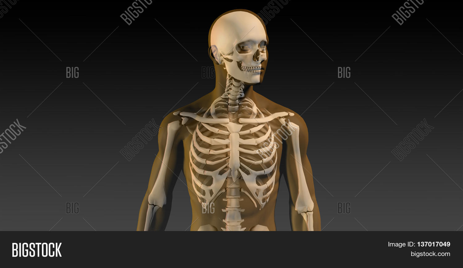 Human Anatomy Visible Image & Photo (Free Trial) | Bigstock