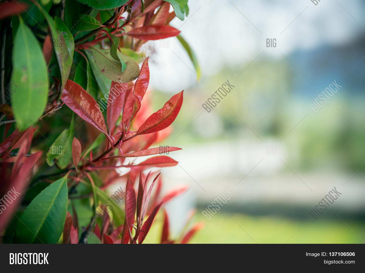 Bush Red Green Leaves Image & Photo (Free Trial) | Bigstock