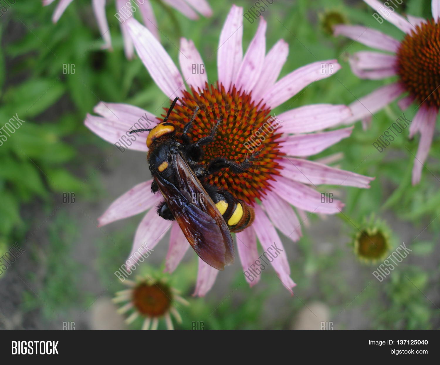 Mammoth Wasp Female ( Image & Photo (Free Trial) | Bigstock