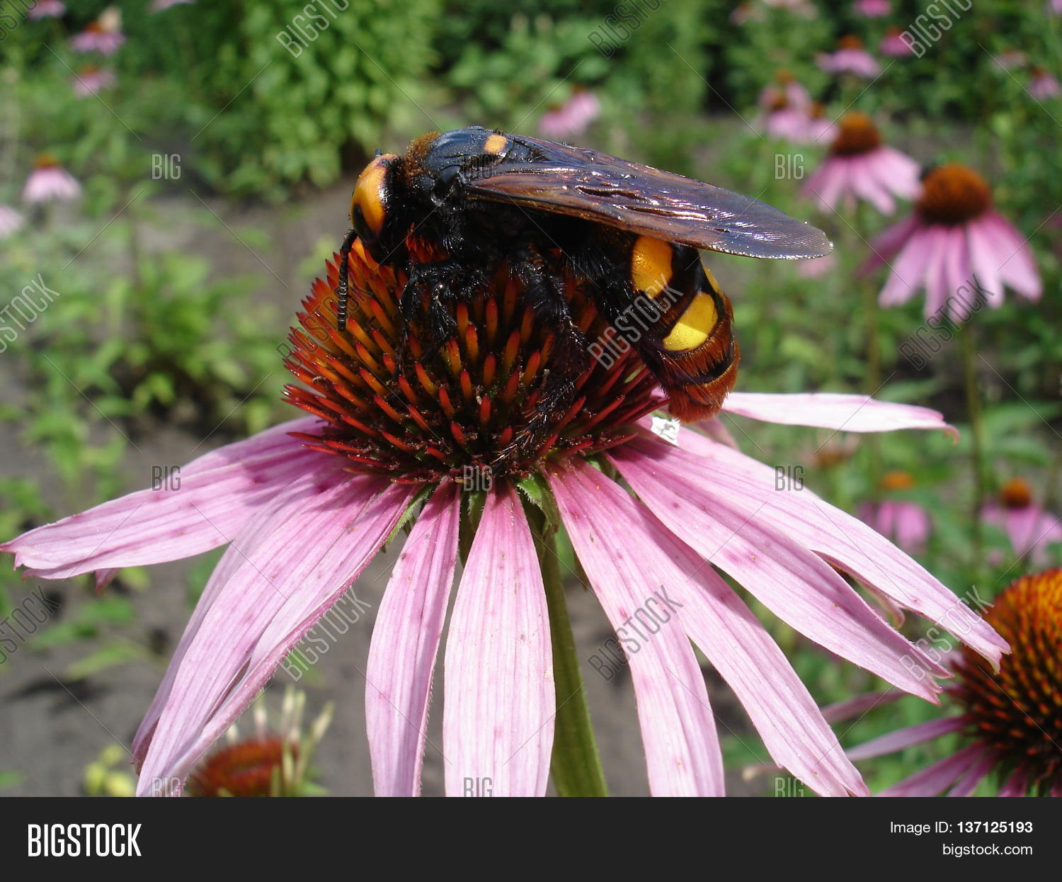 Mammoth Wasp Female ( Image & Photo (Free Trial) | Bigstock