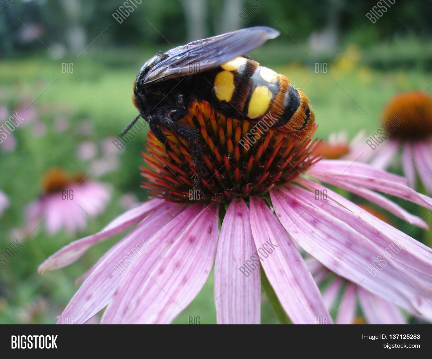 Mammoth Wasp Female ( Image & Photo (Free Trial) | Bigstock