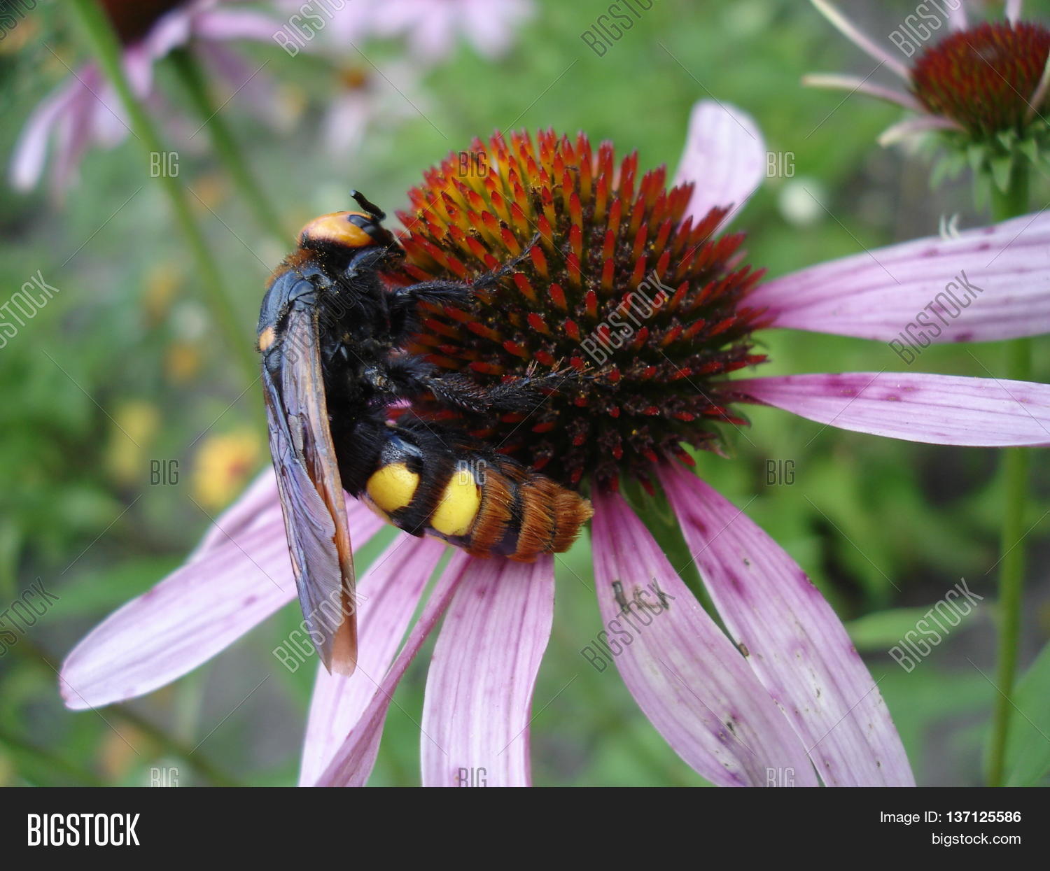 Mammoth Wasp Female ( Image & Photo (Free Trial) | Bigstock