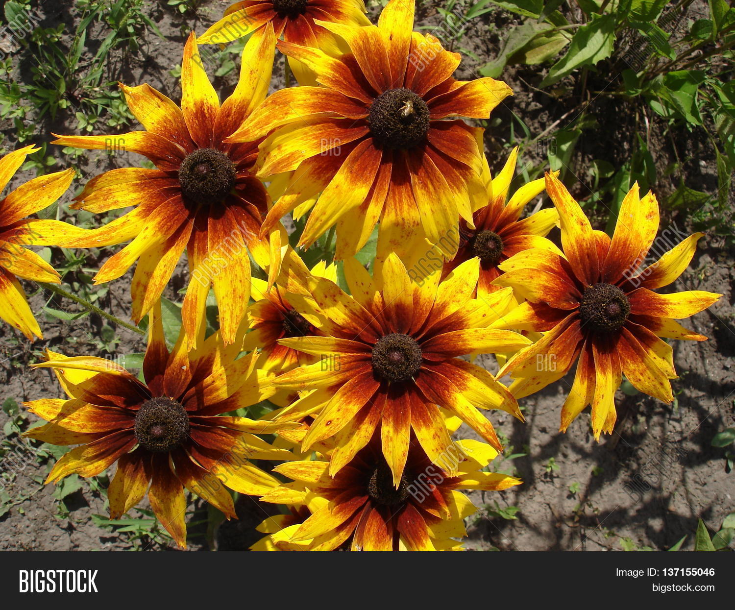 Cutleaf Coneflower ( Image & Photo (Free Trial) | Bigstock