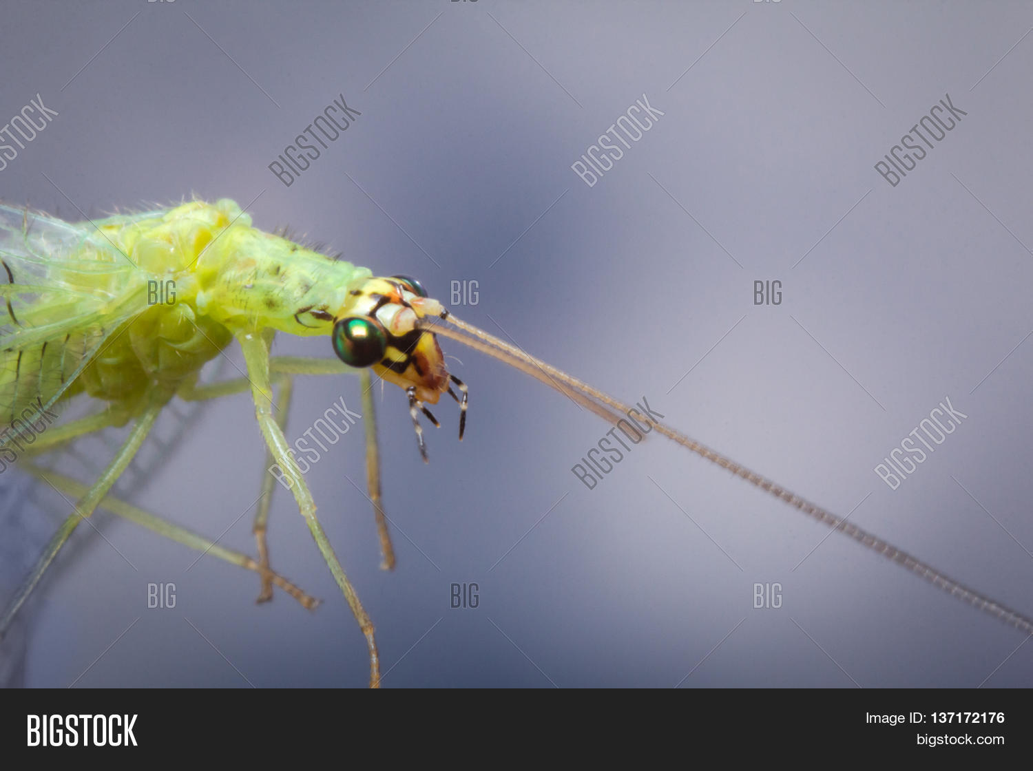 Common Green Lacewing Image & Photo (Free Trial) | Bigstock