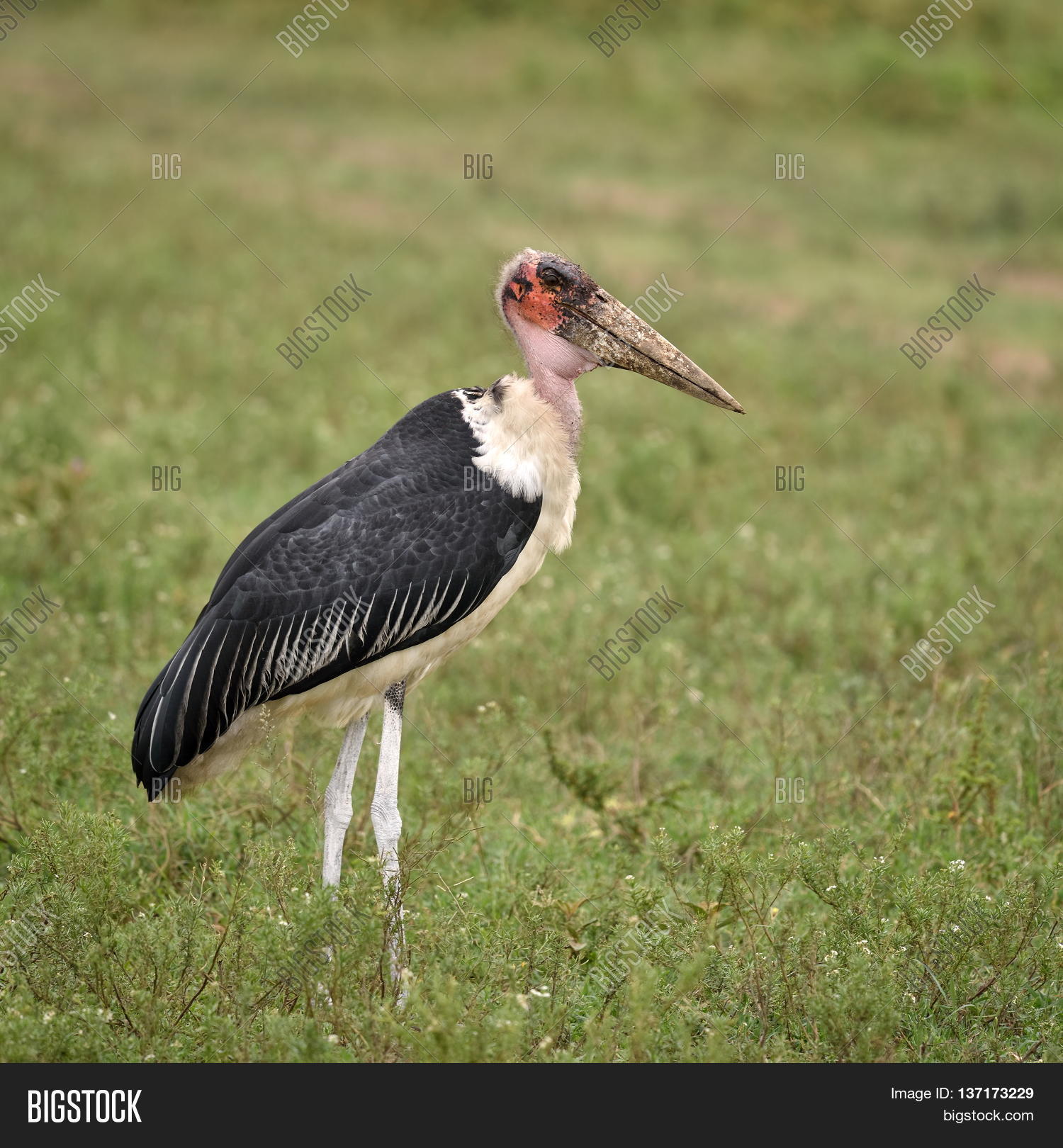 Marabou Bird Natural Image & Photo (Free Trial) | Bigstock
