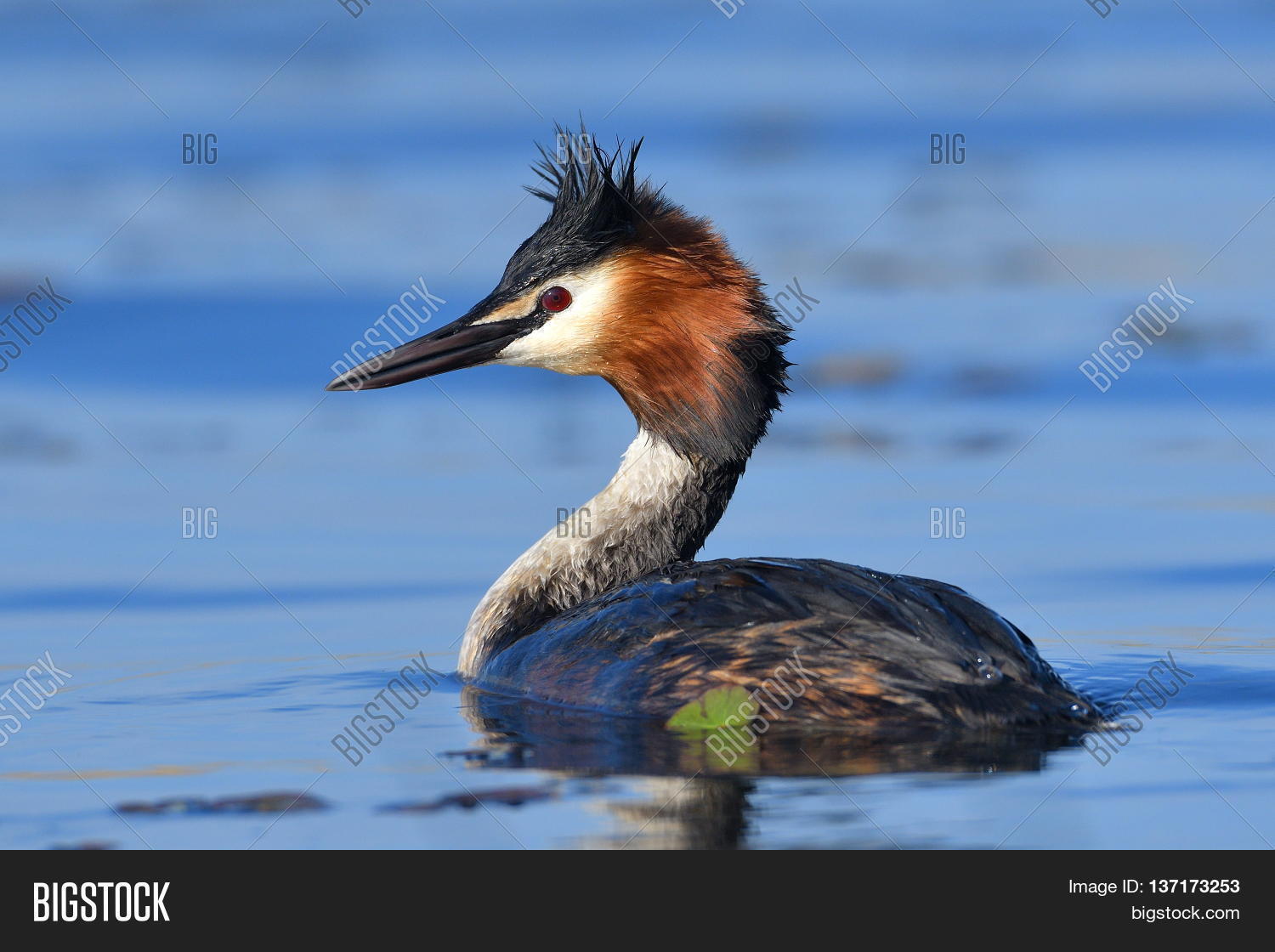 Water Bird On Lake Image & Photo (Free Trial) | Bigstock