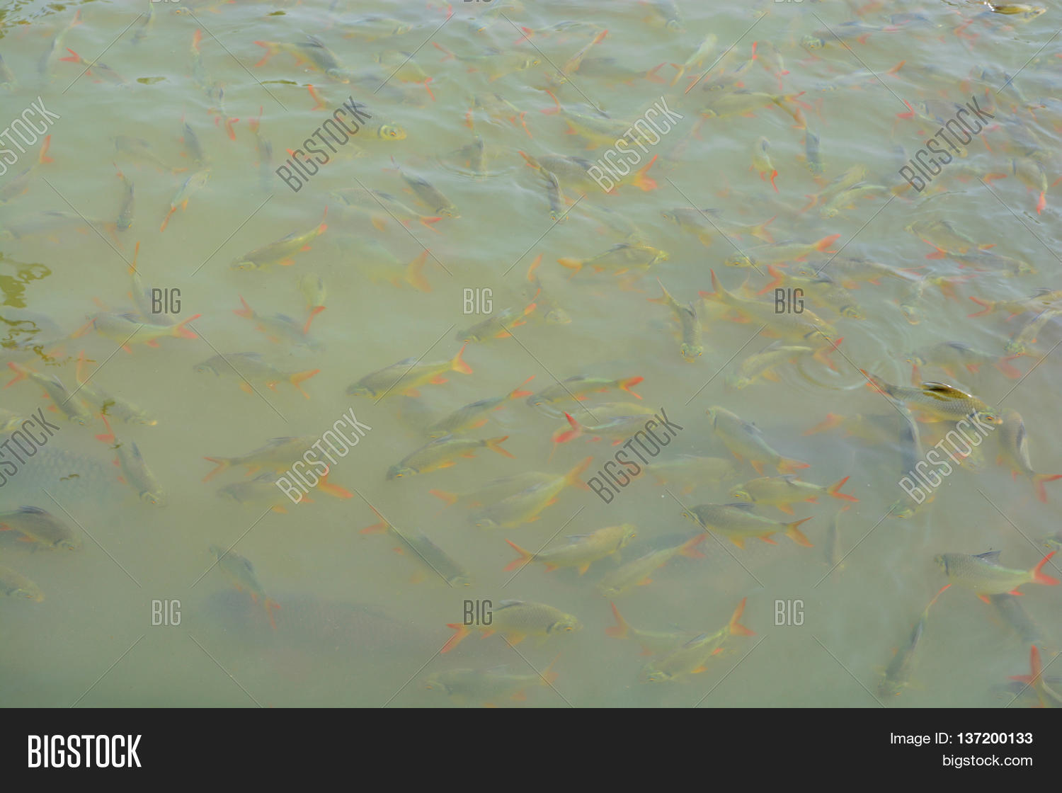 Carp Various Species Image & Photo (Free Trial) | Bigstock