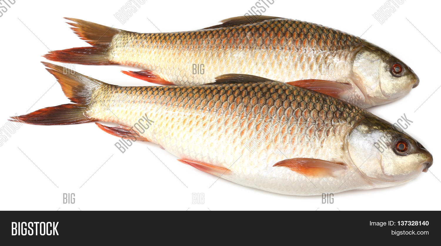 Popular Rohu Rohit Image & Photo (Free Trial) | Bigstock