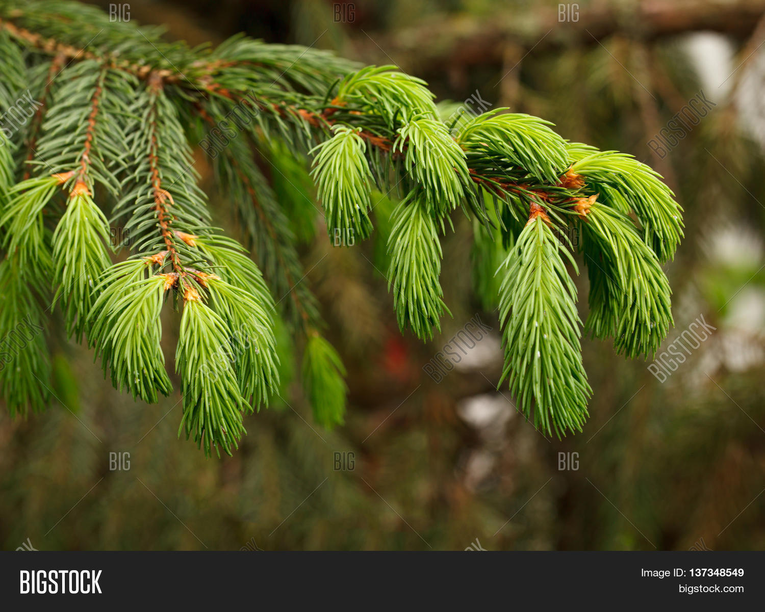 Fresh Needles On Image & Photo (Free Trial) | Bigstock