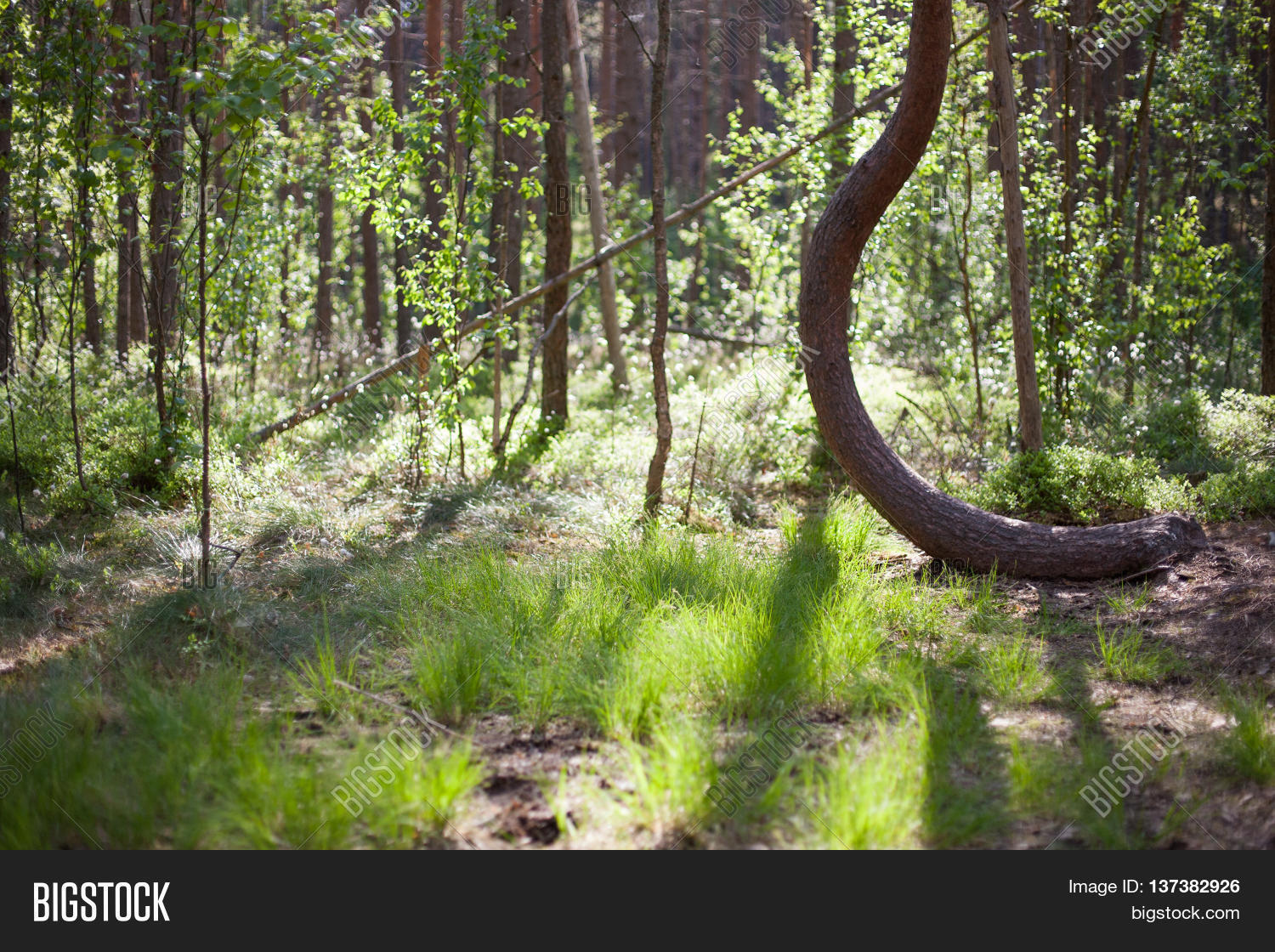 Curvy Pine Tree Marsh Image & Photo (Free Trial) | Bigstock