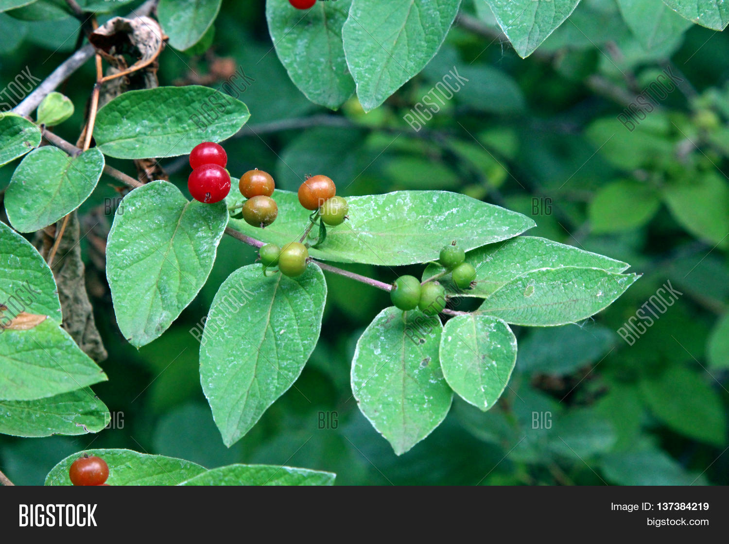Red Berries On Branch Image & Photo (Free Trial) | Bigstock