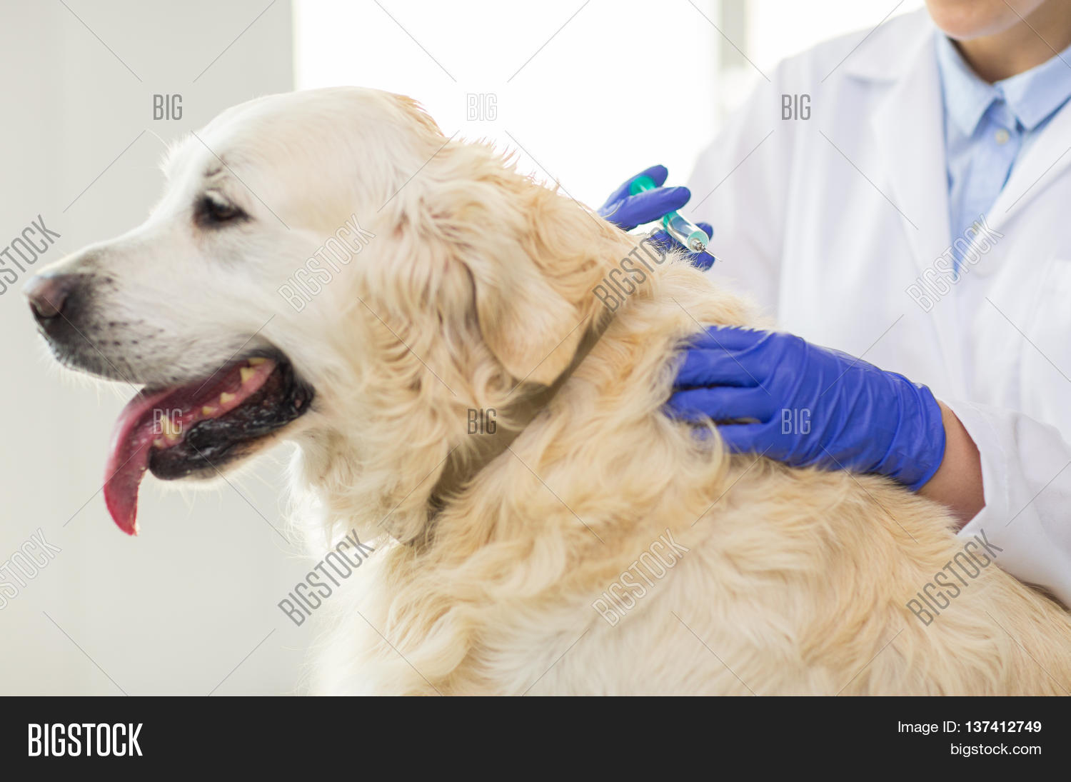 Medicine, Pet, Animals Image & Photo (Free Trial) | Bigstock