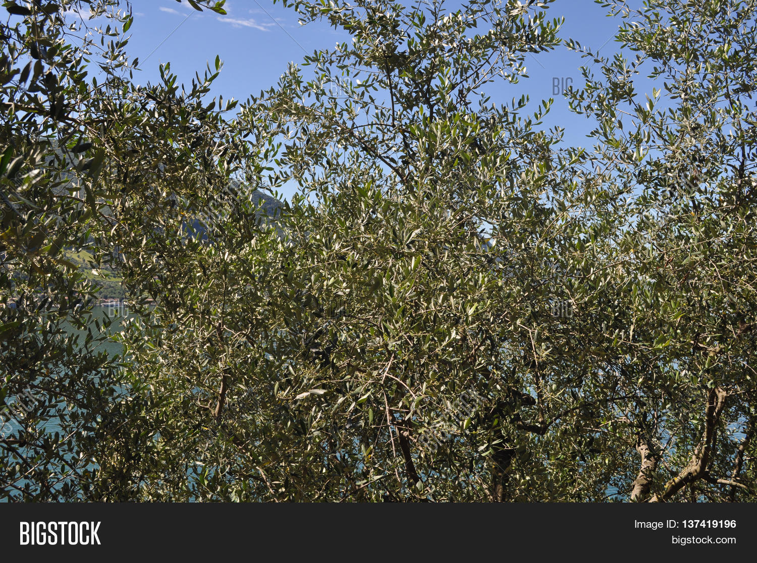 Olive Tree Leaves Image & Photo (Free Trial) | Bigstock