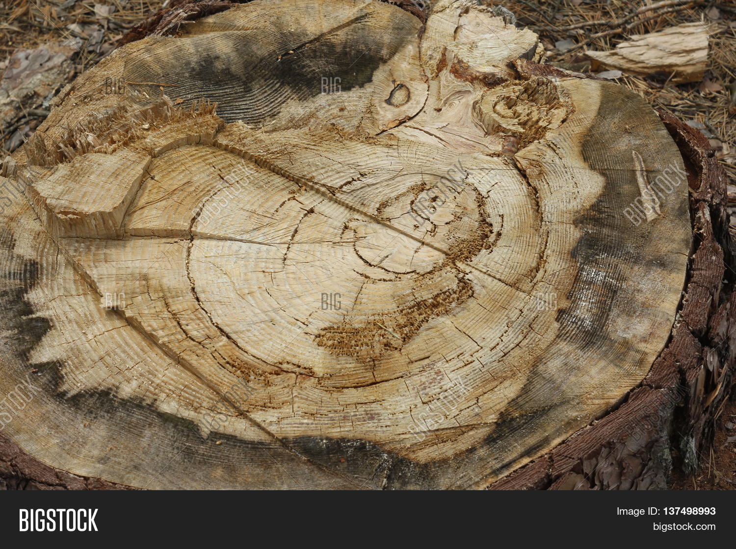 Pine Stump Woods Image & Photo (Free Trial) | Bigstock