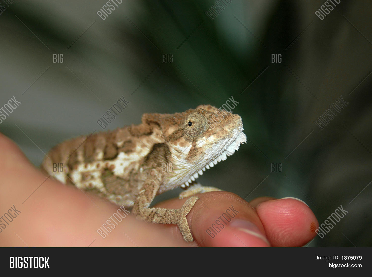 Chameleon Face Image & Photo (Free Trial) | Bigstock