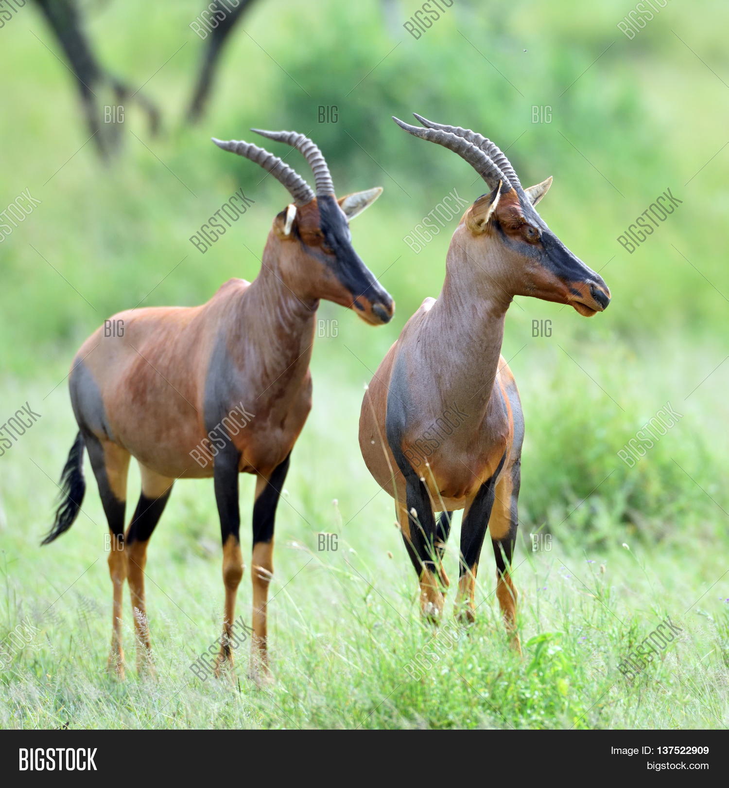 Topi Antelope African Image & Photo (Free Trial) | Bigstock