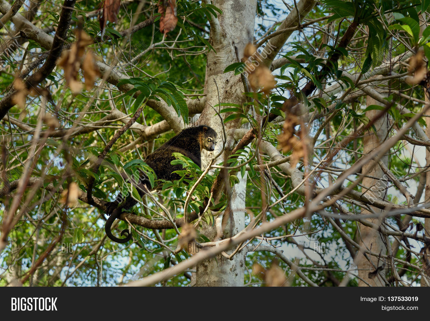 Bear Cuscus (ailurops Image & Photo (Free Trial) | Bigstock
