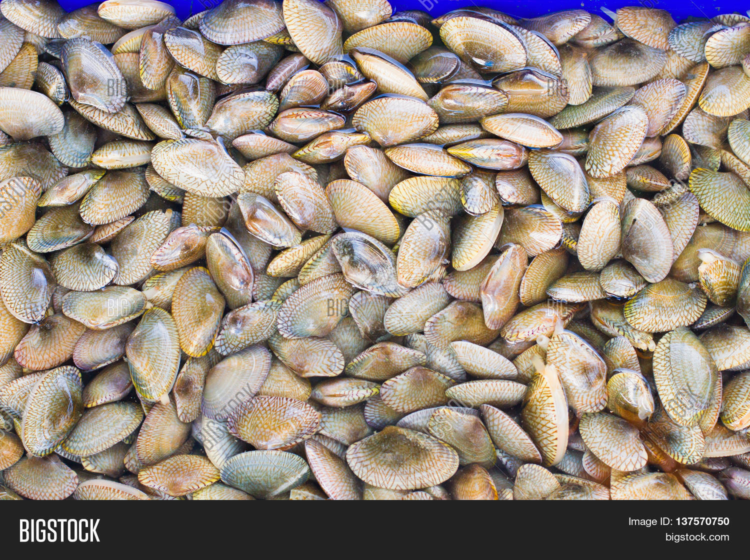 Background Fresh Clams Image & Photo (Free Trial) | Bigstock
